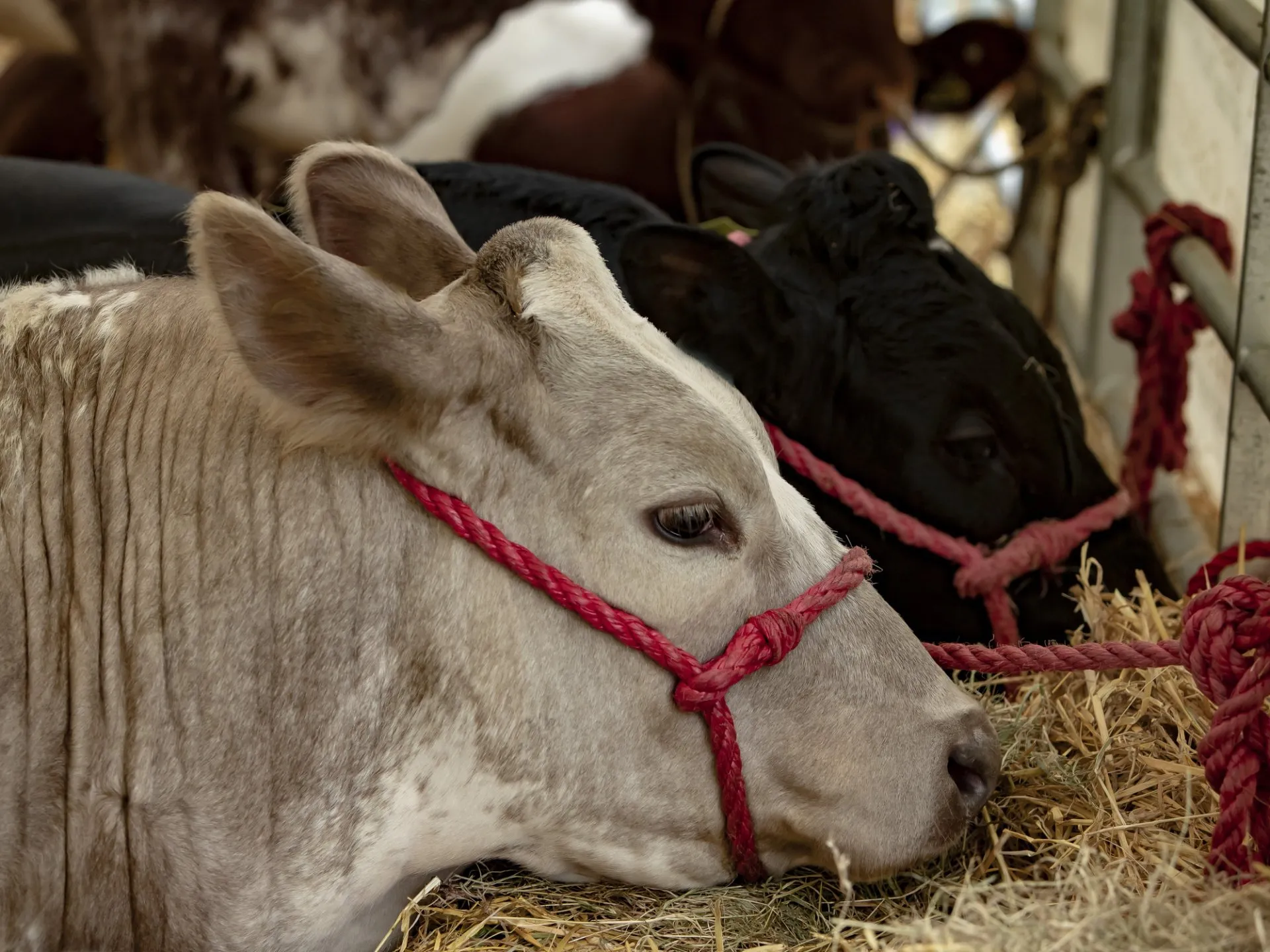 Pet Products in Central MO | California Vet Clinic